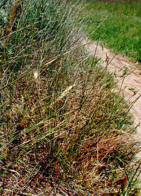 Juncus balticus Willd